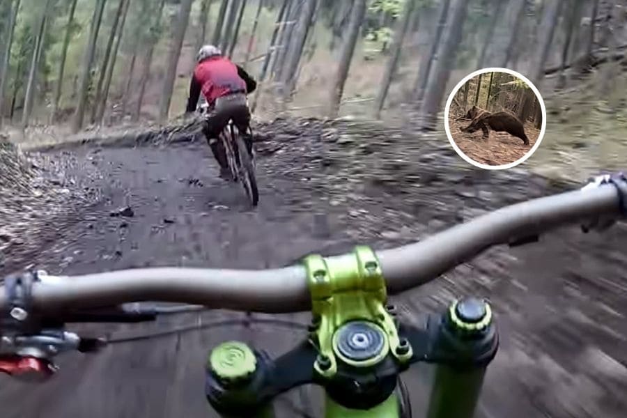 Close Encounter: Bear Charges Mountain Bikers in Bike Park
